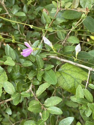 GOAT TREES - Updated October 2025 - 23 Photos - 700 Cadillac Ave ...