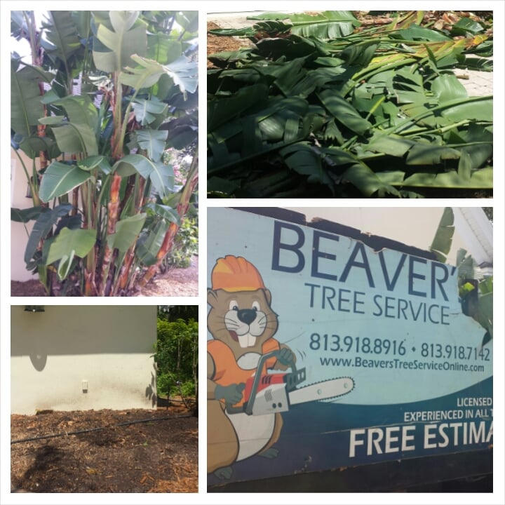 BEAVERS TREE SERVICE OF TAMPA BAY - Updated October 2025 - 27 Reviews ...