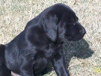 DIAMOND M LABRADORS - Updated June 2025 - Request Information - 13 ...