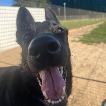 CR RANCH PET-O-TEL - Updated December 2025 - 147 Photos & 79 Reviews ...