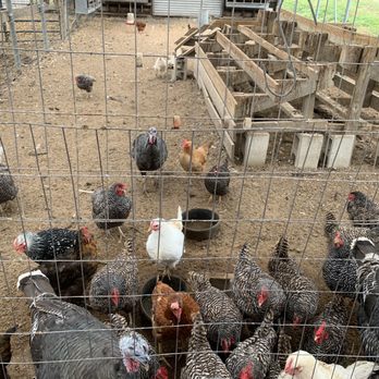 PEZZA FARM AND GARDEN CENTER - Updated October 2025 - 64 Photos & 18 ...