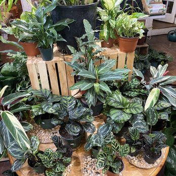 CITY GROWS - Updated December 2025 - 54 Photos & 30 Reviews - 5208 ...