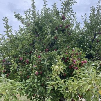 MASKER ORCHARDS - Updated December 2025 - 393 Photos & 236 Reviews - 45 ...