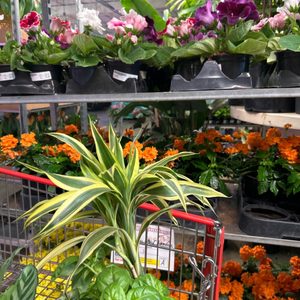 JUNGLE OF NILES OUTLET - 48 Photos & 36 Reviews - 9000 W Golf Rd, Niles ...