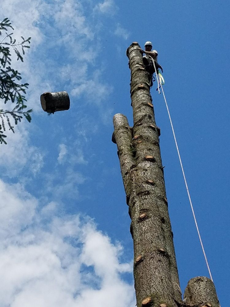 ROSCOE BROTHERS TREE SERVICE - Updated December 2025 - 31 Reviews ...