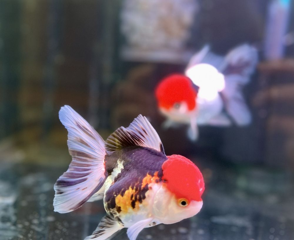 FULL HOUSE GOLDFISH - Updated October 2025 - 161 Photos & 12 Reviews ...