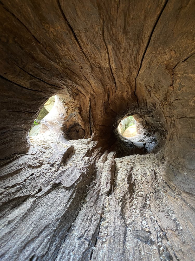 DAVE & AARON STANG’S CERTIFIED TREE CARE - Updated September 2025 - 31 ...