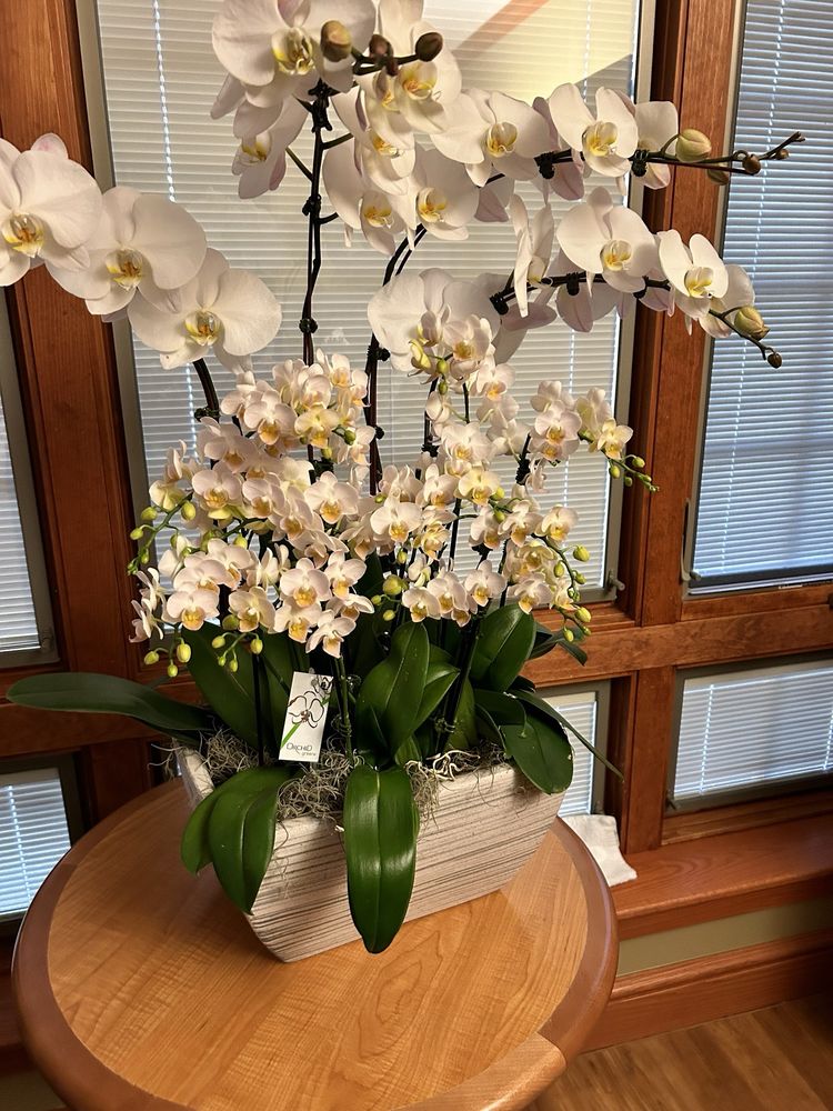 MAYFIELD FLORAL - Updated October 2024 - 118 Photos & 73 Reviews - 6109 ...