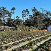 CRYSTAL BAY FARM - 135 Photos & 62 Reviews - 40 Zils Rd, Watsonville ...