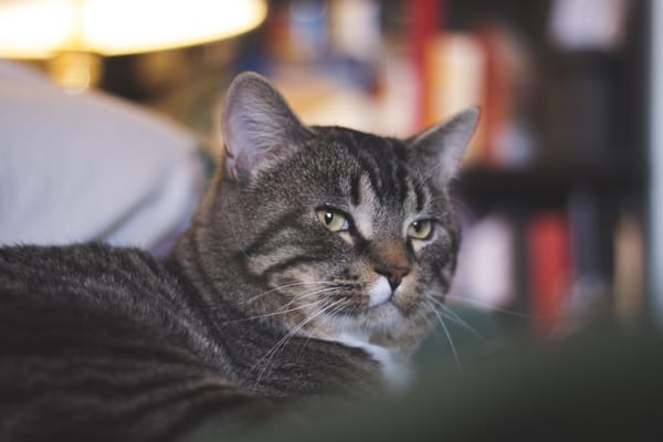 ANDERSON HUMANE - Updated December 2025 - 47 Photos & 77 Reviews - 1000 ...