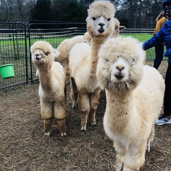 GOOD KARMA RANCH ALPACAS - Updated October 2025 - 63 Photos & 13 ...