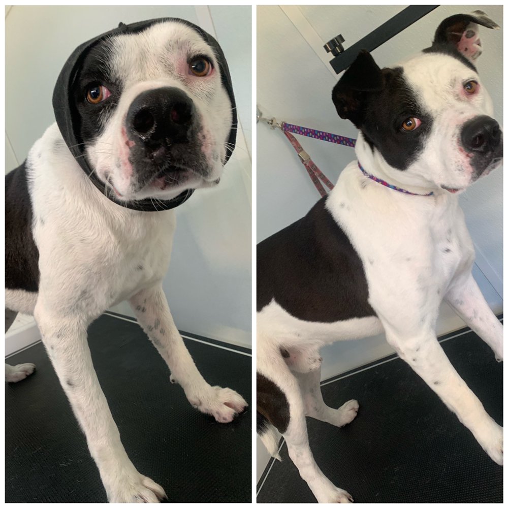 PAWGO - 30 Photos - Panorama City, CA - Yelp