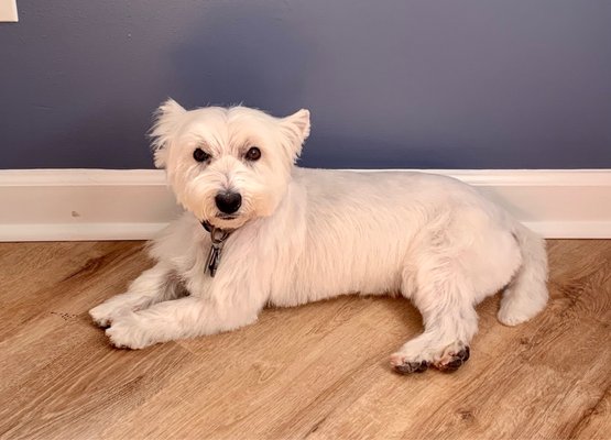 GROOMING BUTLER - Updated July 2025 - 21 Photos - Hampton, Virginia ...