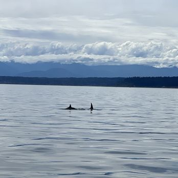 PUGET SOUND EXPRESS - Updated July 2025 - 210 Photos & 86 Reviews - 459 ...