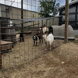 SCREAMING GOAT YARD & TAP - Updated May 2025 - 395 Photos & 271 Reviews ...