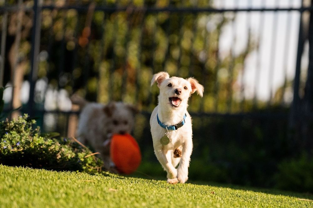 PRICELESS PETS RESCUE - CITY OF INDUSTRY - Updated January 2026 - 28 ...