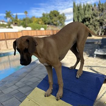 MY BEST FRIEND OBEDIENCE - Updated January 2026 - 45 Photos & 58 ...