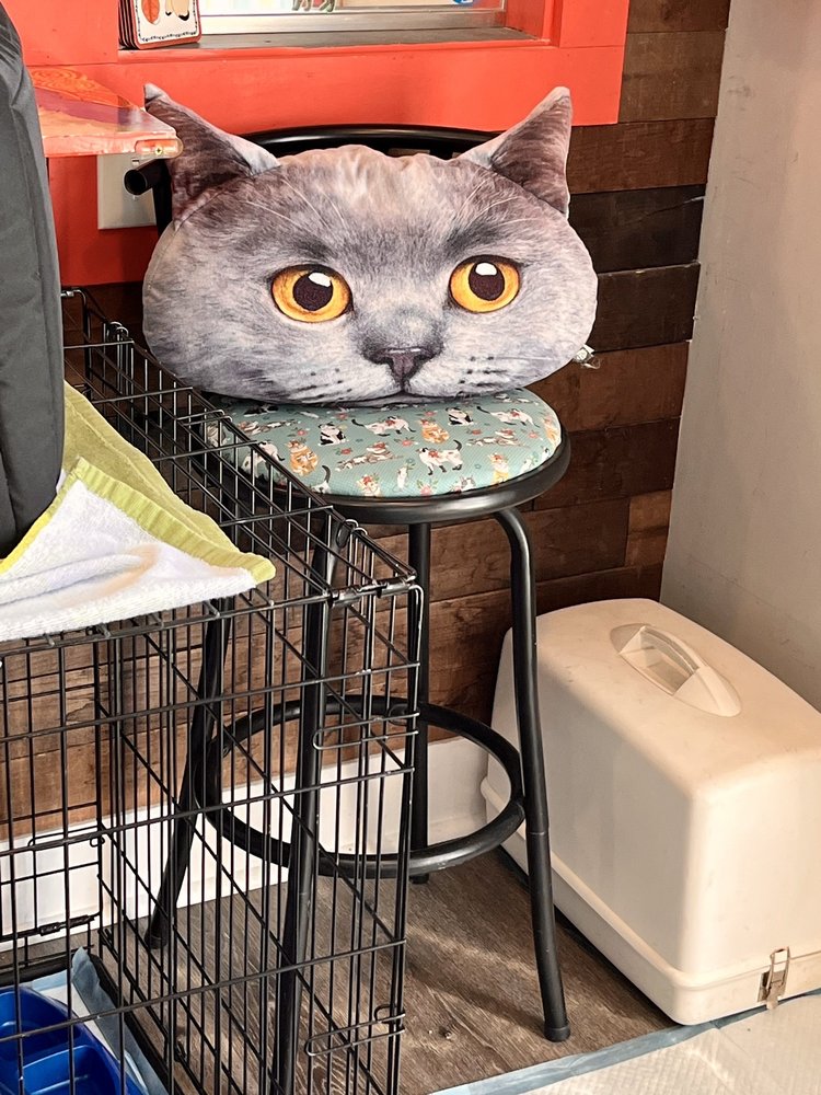 THE CAFFEINATED CAT - Updated December 2025 - 173 Photos & 69 Reviews ...