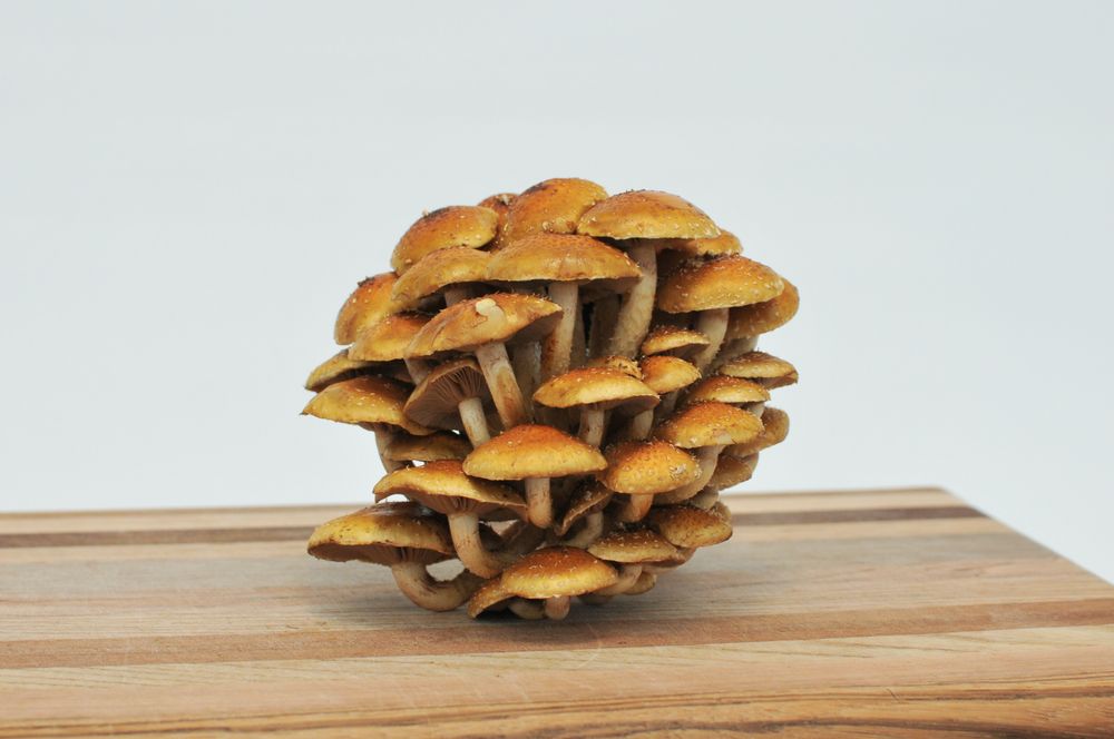 THE MUSHROOM HUB - DETROIT - Updated December 2025 - 14 Photos - 4240 ...