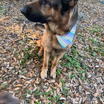 Maltese German Shepherd Mix