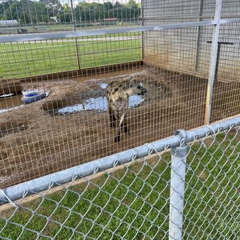 SHARKAROSA WILDLIFE RANCH - Updated January 2026 - 312 Photos & 136 ...