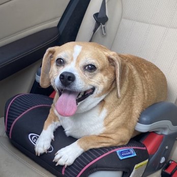 ALL DOGS GYM & INN - Updated January 2026 - 42 Reviews - 505 Sheffield ...