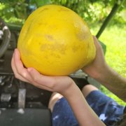 ONO ORGANIC FARMS - 71 Photos & 39 Reviews - 149 Hana Hwy, Hana, HI ...