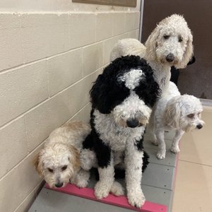 ALL TAILS R WAGGIN - 130 Photos & 36 Reviews UPDATED - Pet Training ...