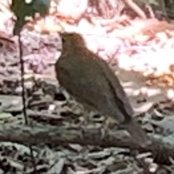 EDITH L MOORE NATURE SANCTUARY - HOUSTON AUDUBON - Updated October 2025 ...