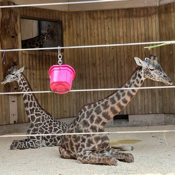 ROGER WILLIAMS PARK ZOO - 1081 Photos & 282 Reviews - 1000 Elmwood Ave ...