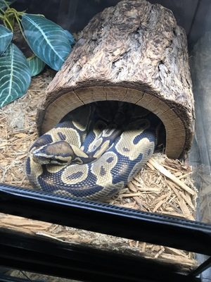 TWIN CITIES REPTILES - 69 Photos & 44 Reviews - 2363 University Ave W ...