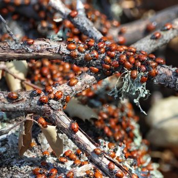 PINNACLES NATIONAL PARK - Updated December 2024 - 2526 Photos & 416 ...