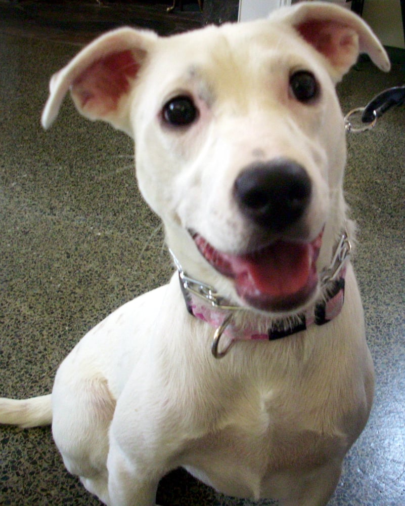 ARLINGTON ANIMAL HOSPITAL - Updated January 2026 - 33 Photos & 132 ...