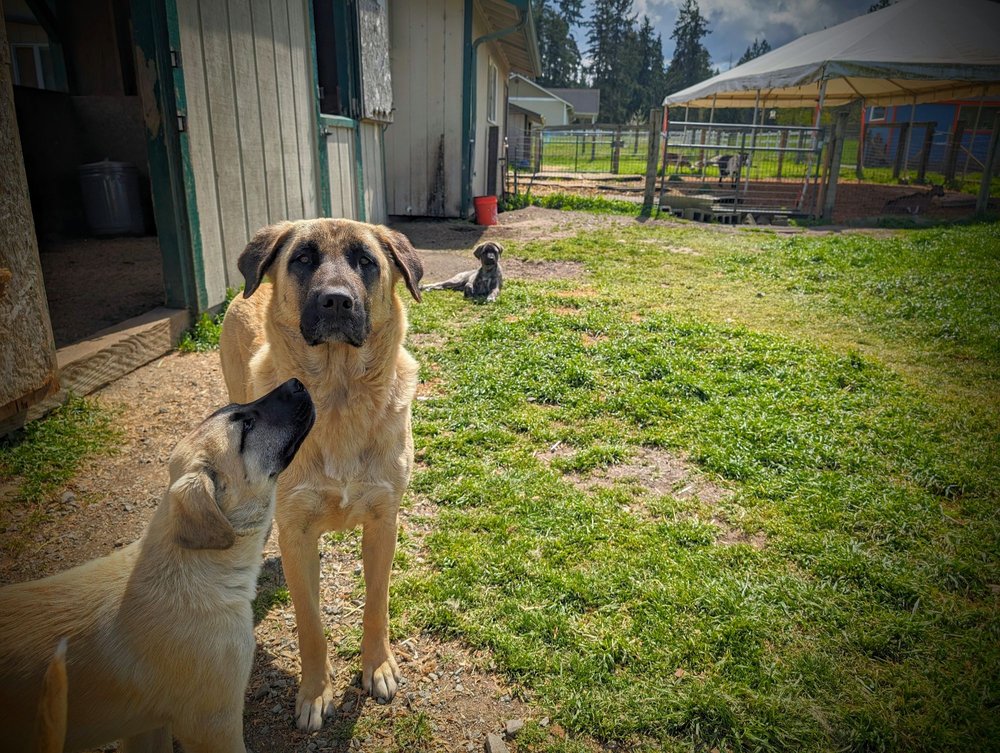 LEFT FOOT FARM - Updated November 2024 - 26 Photos - 31510 44th Ave E ...