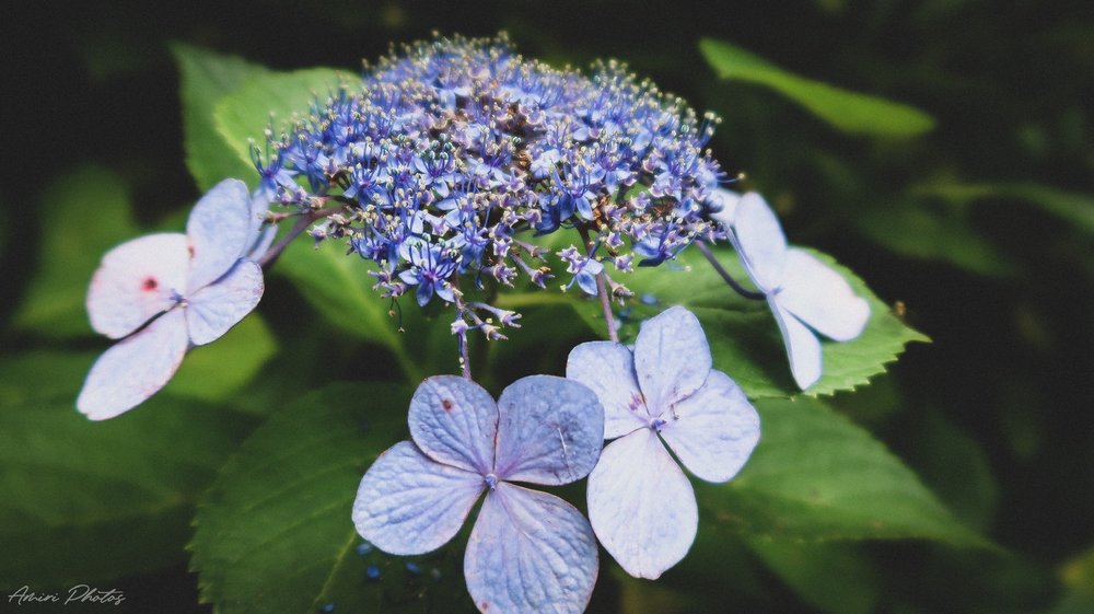 UNC CHARLOTTE BOTANICAL GARDENS - 160 Photos & 40 Reviews - 9090 Craver ...