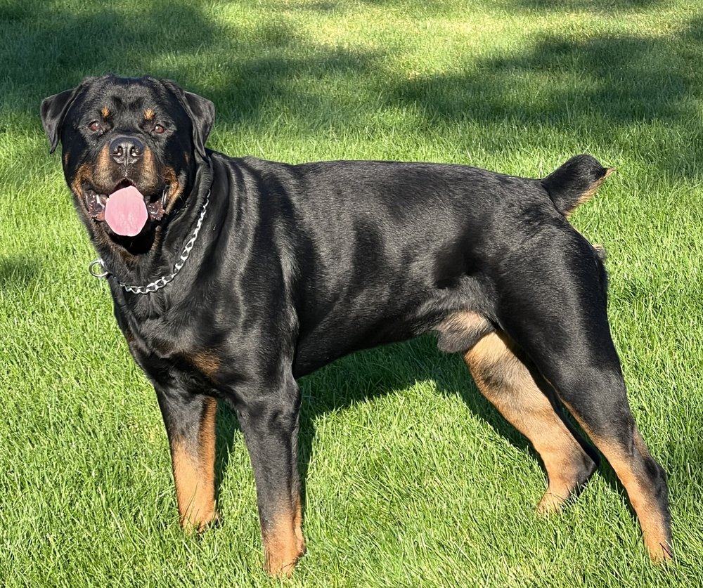 HYDRODOG CODA - Updated December 2025 - 15 Photos - Spokane Valley ...