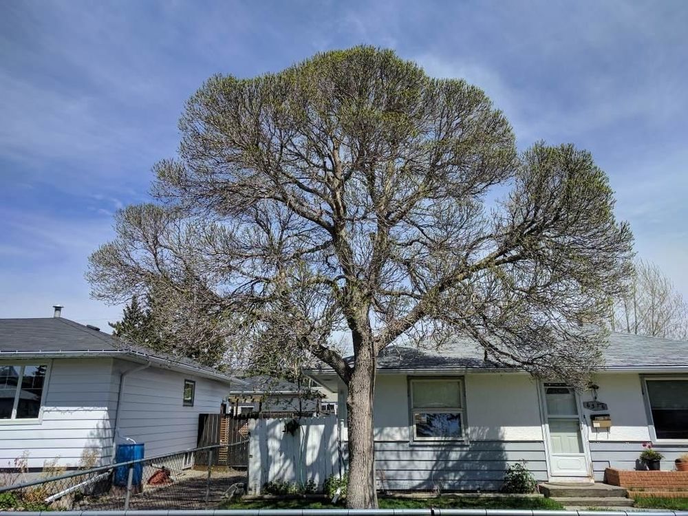 SULLIVAN TREE SERVICE - Updated December 2025 - 50 Photos - 6507 35 ...