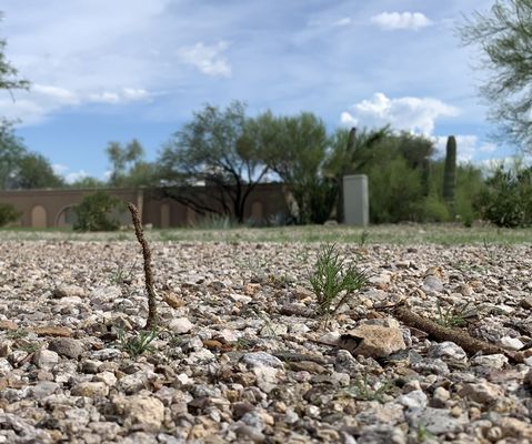 ARIZONA PEST CONTROL COMPANY - Updated November 2025 - 100 Photos & 130 ...