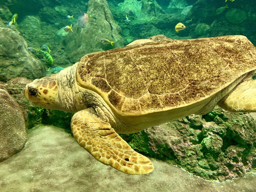 TURTLE REEF AT SEA WORLD - 70 Photos & 11 Reviews - 500 Sea World Dr ...
