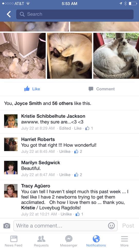 LOVEYBUG RAGDOLLS - Updated September 2024 - 27900 County Rd 179, Kim ...