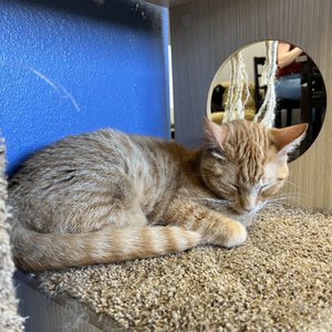 CAT NAP HANGOUT - 160 Photos & 72 Reviews - Pet Adoption - 6042 Warner ...