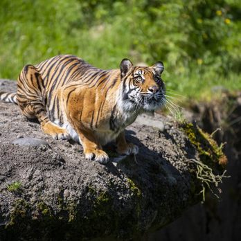 Are Dogs Allowed At Point Defiance Zoo