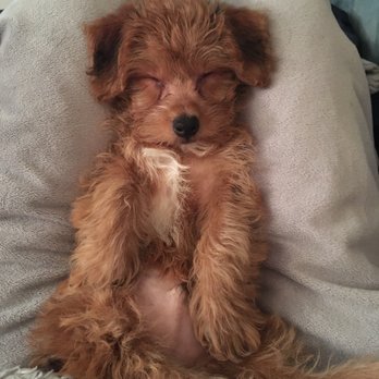 TINYTYKES PUPPIES - Updated August 2025 - 36 Photos & 27 Reviews - 2661 ...