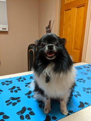 WALBERT ANIMAL HOSPITAL - 30 Photos & 11 Reviews - 2061 Walbert Ave ...