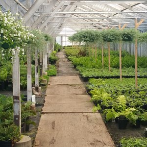 BONGARD’S TREESCAPE NURSERY - Updated January 2025 - 29 Reviews - 12460 ...