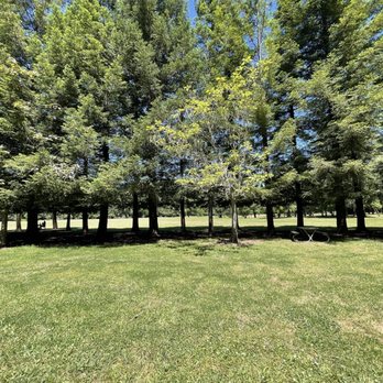 DRIVE-THRU TREE - Updated December 2025 - 587 Photos & 201 Reviews ...