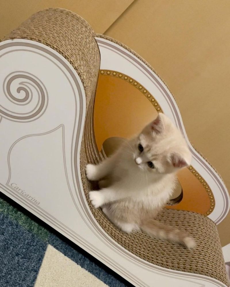 CATTAILS - Updated November 2024 - 12 Reviews - 517 N 3rd Place ...