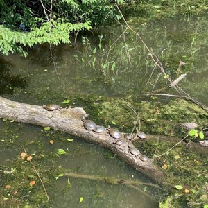 LAKE NANUET POOL - Nanuet, New York - Swimming Pools - Yelp