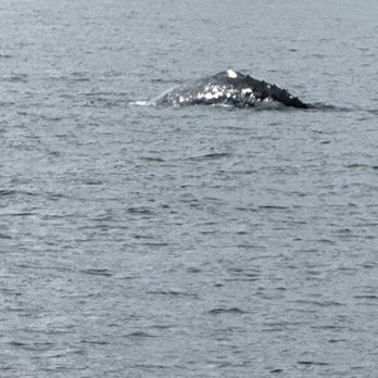 PUGET SOUND EXPRESS - Updated December 2025 - 231 Photos & 93 Reviews ...