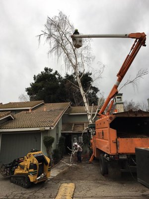 TRAVIS TREE SERVICE - Updated October 2025 - 733 Photos & 299 Reviews ...